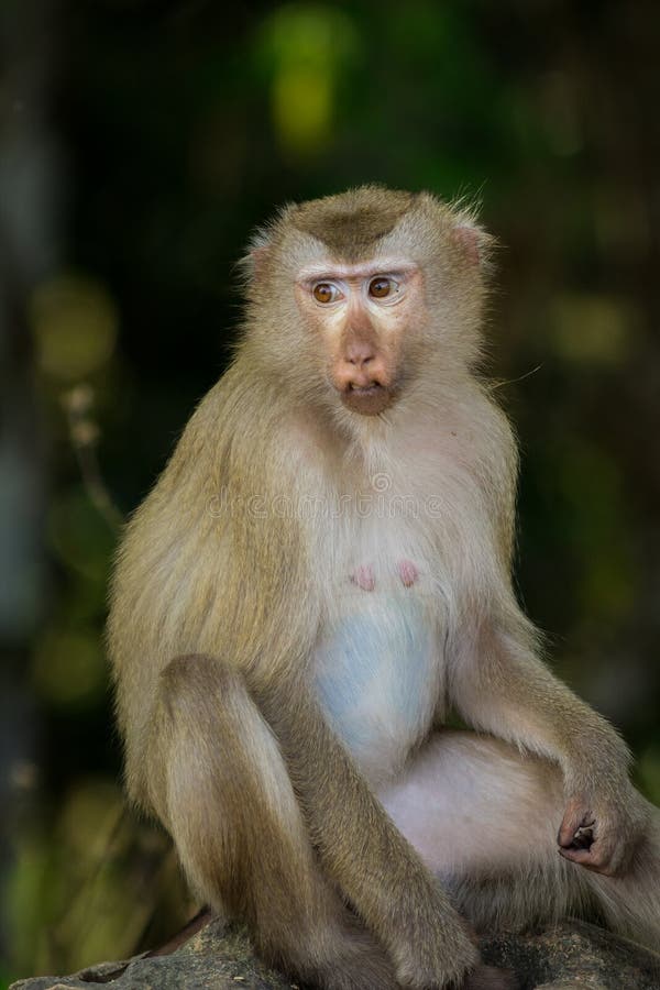 O macaco foto de stock. Imagem de cabelo, cara, wildlife - 114722738