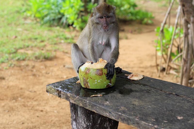 O macaco come o coco imagem de stock. Imagem de nave - 28291243