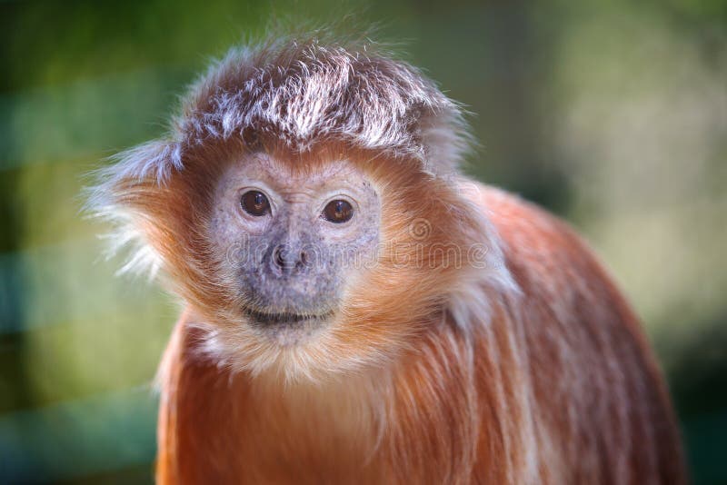 Macaco vermelho do cabelo imagem de stock. Imagem de ambiente - 26862689