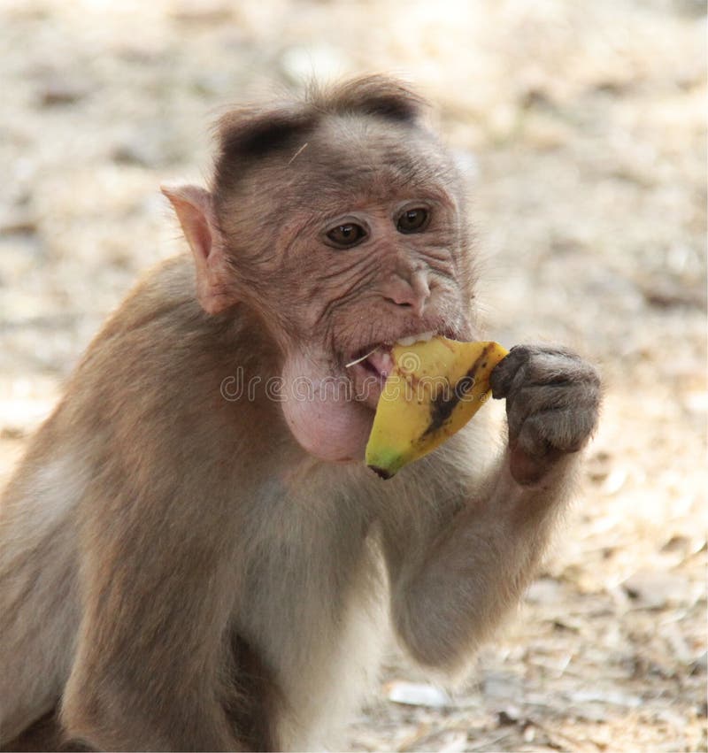 O Macaco Feliz Come Banana Fotos - Fotos de Stock Gratuitas e Fotos ...