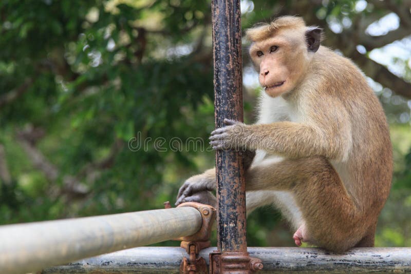 O Macaque Do Toque - Sinica Do Macaca - Sri Lanka Foto de Stock ...