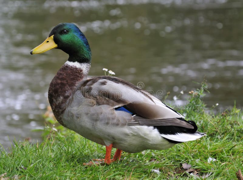 Macho do pato imagem de stock. Imagem de galinha, pena - 13375213