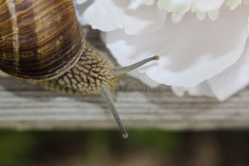 O Macro Principal Do Caracol Foto de Stock - Imagem de pequeno, branco ...