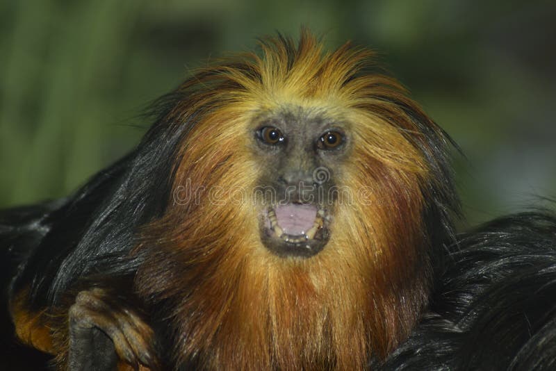 O Marrom, Macaco Distorcido, Peludo Preto Imagem de Stock - Imagem de ...