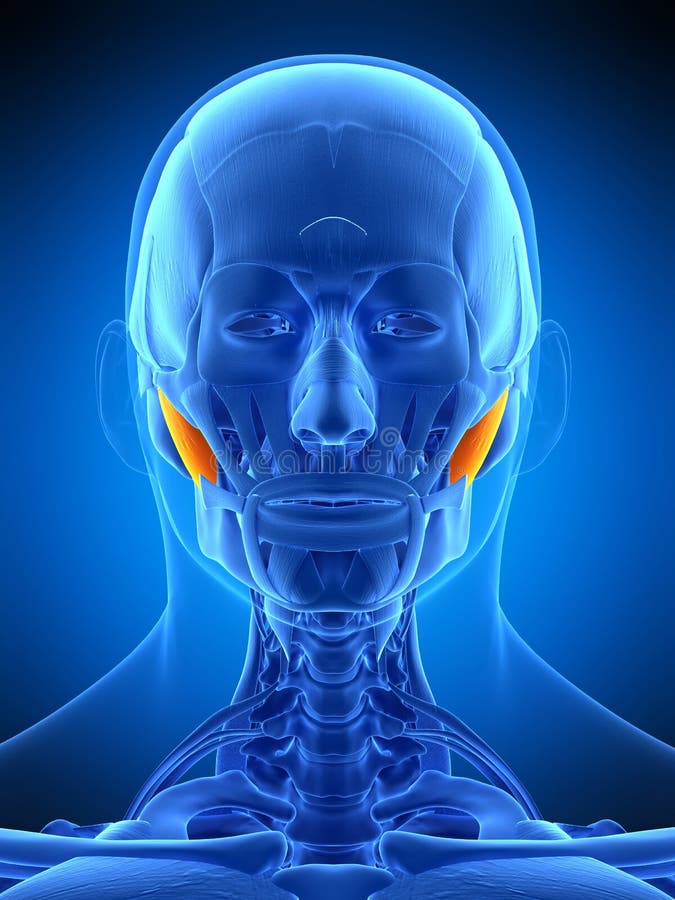 O masseter profundamente ilustração stock. Ilustração de render - 39791547