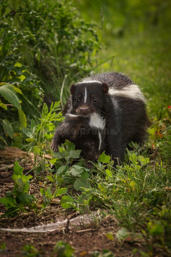 O Mephitis Do Mephitis Da Jaritataca Listrada Leva Kit Forward Foto de ...