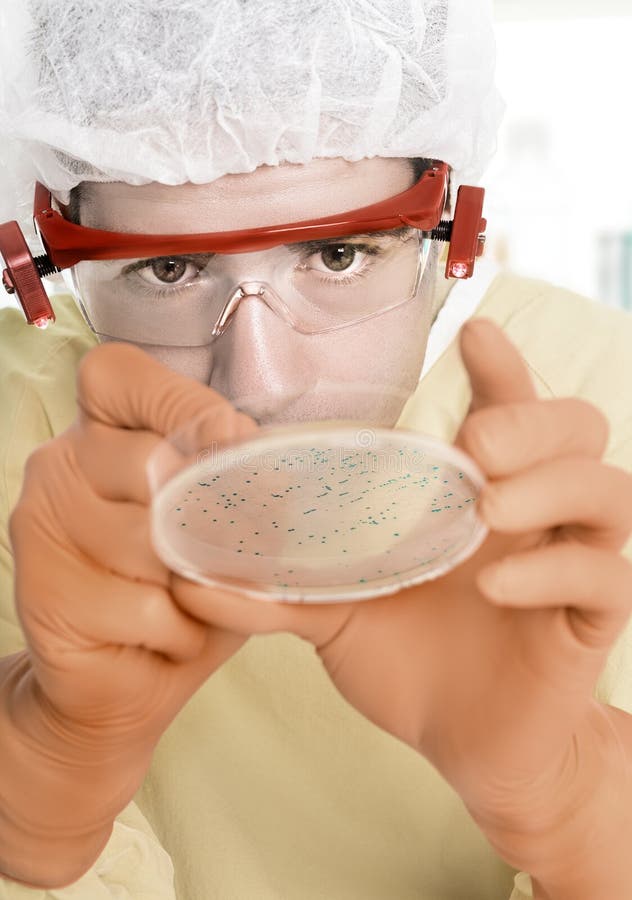 O Microbiologista Pegara Colônias Bacterianas Imagem de Stock - Imagem ...