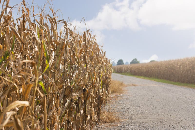 O Milho Secado Apronta-se Para Ser Colhido Imagem de Stock - Imagem de ...