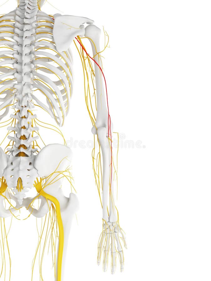 O nervo radial ilustração stock. Ilustração de macho - 101297559