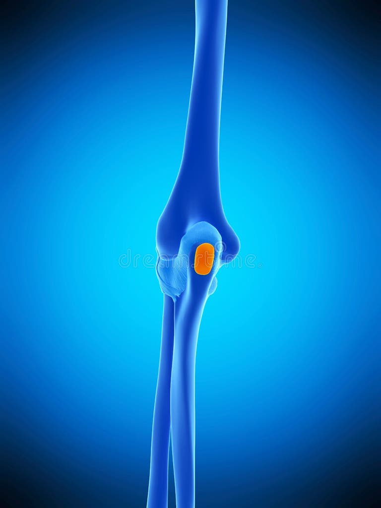 Anatomia Da Bursa Ilustrações, Vetores E Clipart De Stock – (380 Stock ...