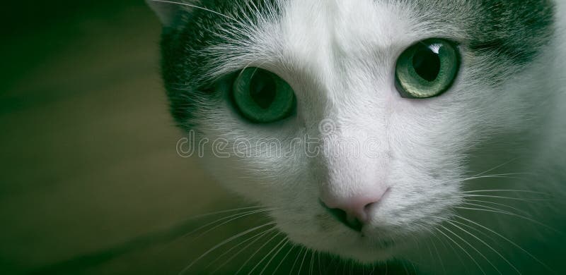 O olhar fixo foto de stock. Imagem de besta, retrato, vigia - 1317066