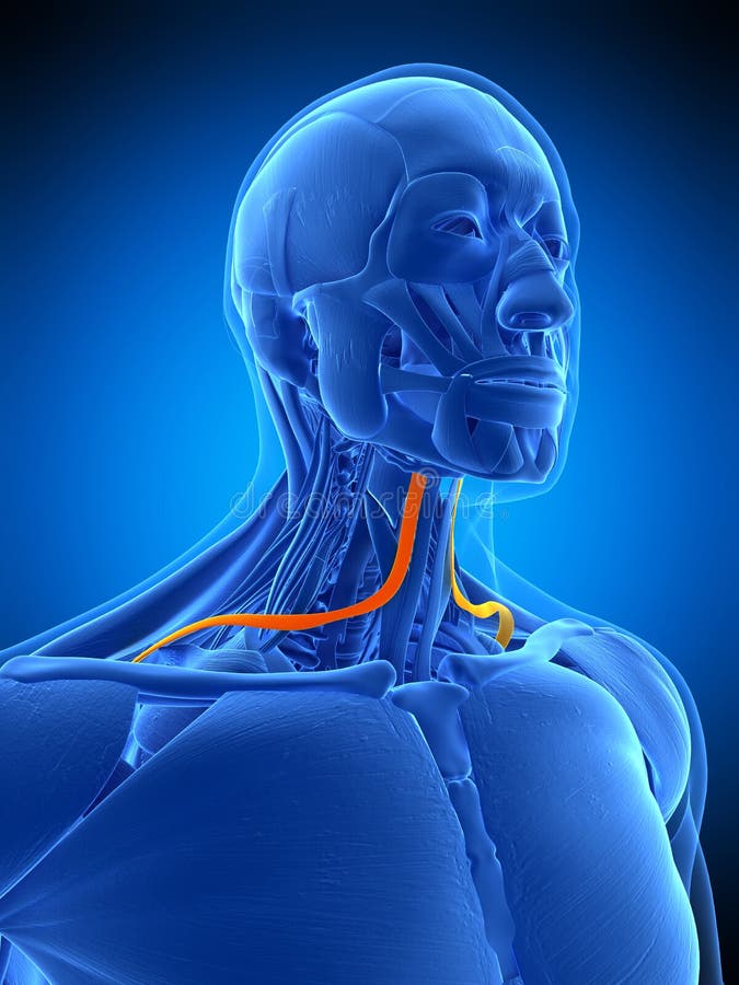 O músculo omohióideo ilustração stock. Ilustração de macho - 72487629