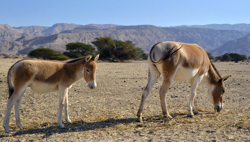 O Onagro Israel Fotos - Fotos de Stock Gratuitas e Fotos Royalty-Free ...