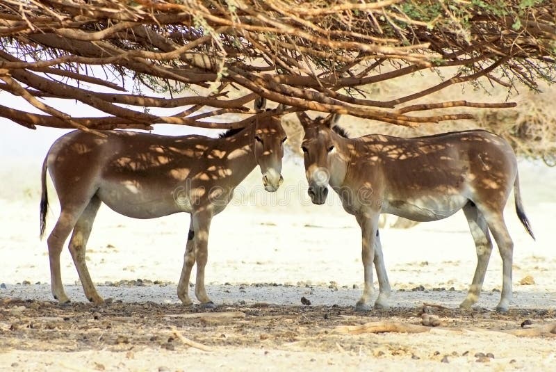 O Onagro Israel Fotos - Fotos de Stock Gratuitas e Fotos Royalty-Free ...