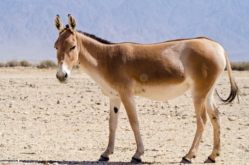 O Onagro (hemionus Do Equus) Imagem de Stock - Imagem de desengate ...