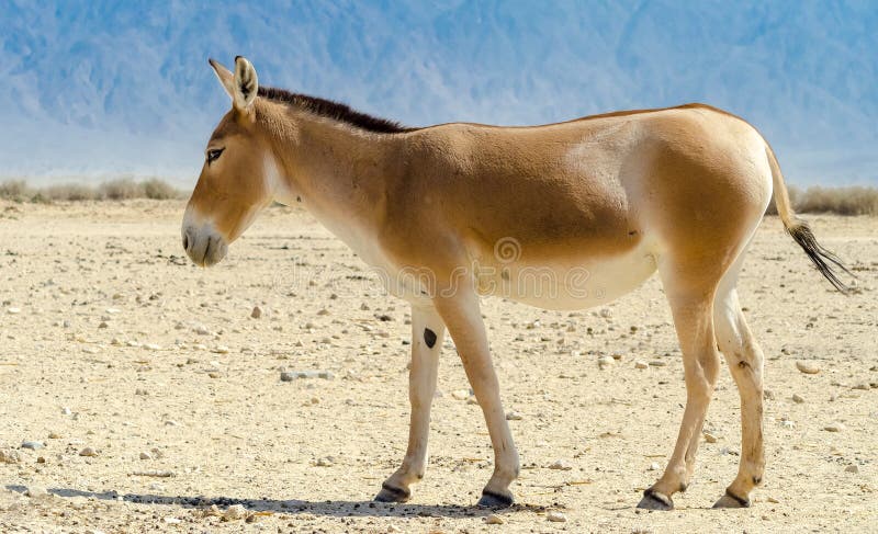 O Hemionus Do Equus Do Onagro Imagem de Stock - Imagem de nave, sapo ...
