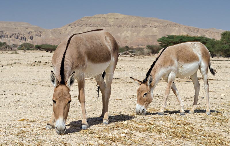 O Onagro (hemionus Do Equus) Imagem de Stock - Imagem de desengate ...