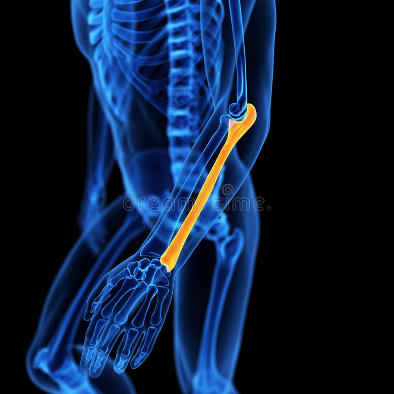 Anatomia Do Osso Do Cúbito Com Sistema De Ciculatory Ilustração Stock ...