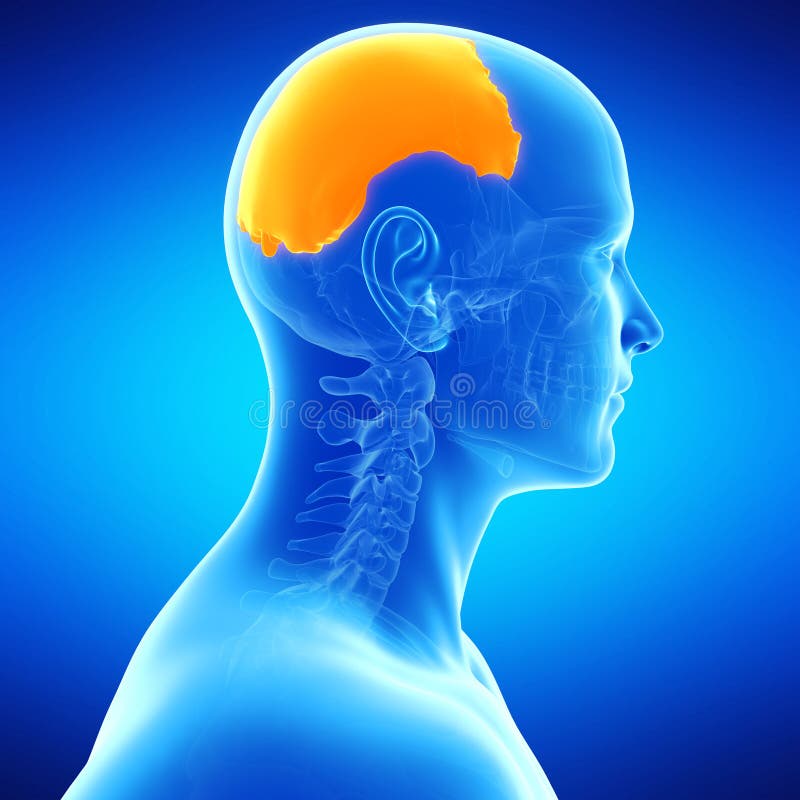 O osso parietal ilustração stock. Ilustração de esqueletal - 45274673