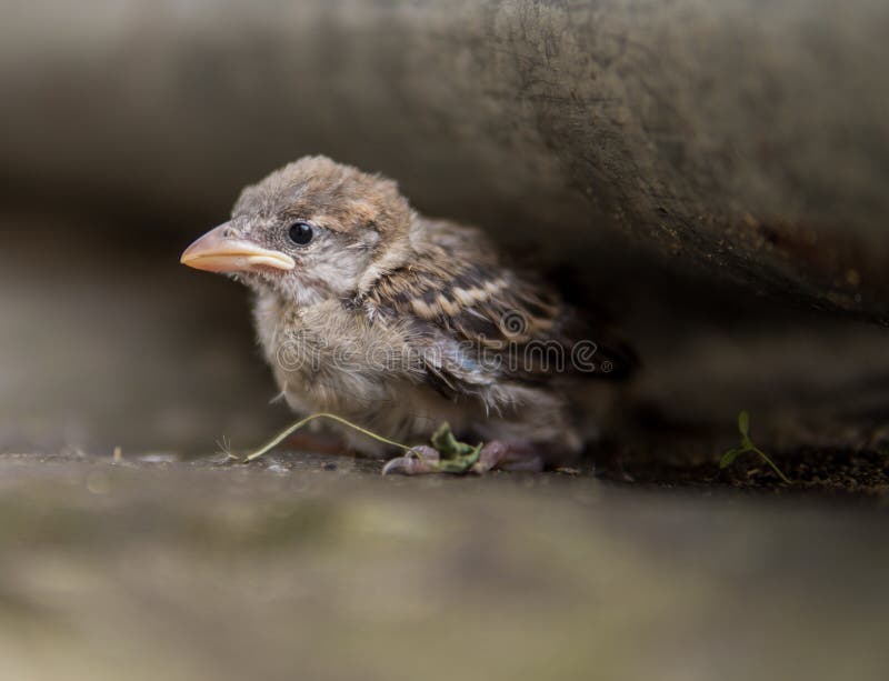 O pardal empluma imagem de stock. Imagem de bebê, sozinho - 125698647