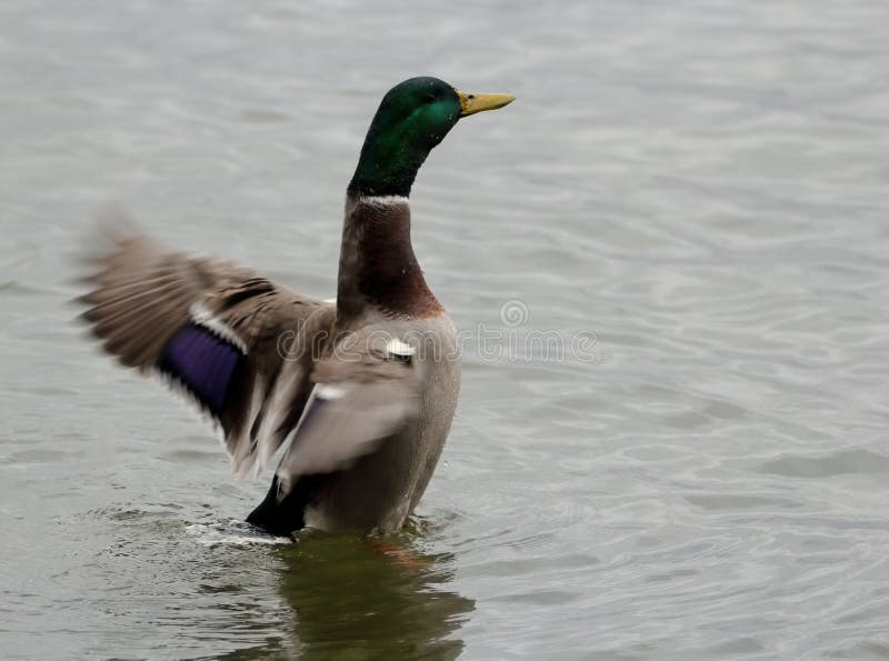 O Pato Selvagem Com Asas Abre Foto de Stock - Imagem de pato, aberto ...