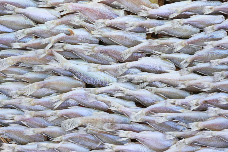 O Peixe Seco, Peixe Secou a Secagem Tradicional De Tailândia Foto de ...