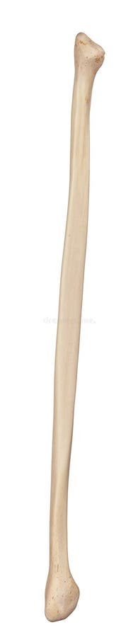 O perônio ilustração stock. Ilustração de biologia, branco - 57843441