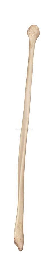 O perônio ilustração stock. Ilustração de medicamente - 57843484