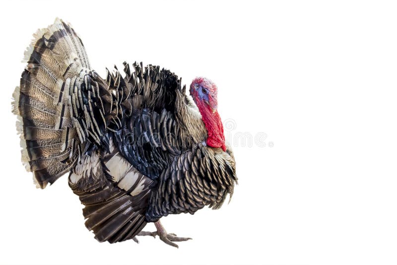 O Peru No Fundo Branco Isolado Foto de Stock - Imagem de terra, penas ...