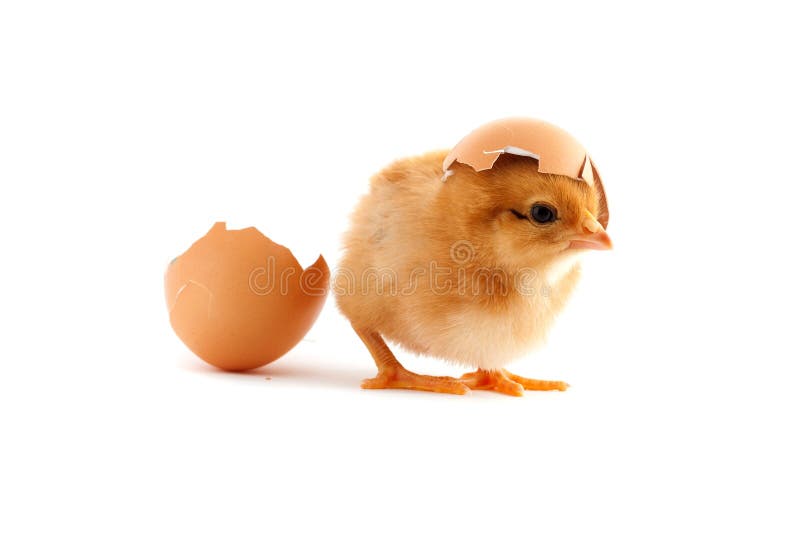 O Pintainho Pequeno Amarelo Imagem de Stock - Imagem de amor, animal ...