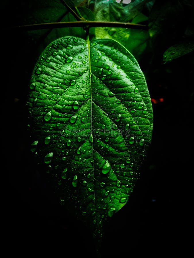 Cores da folha foto de stock. Imagem de verde, nave, cores - 35715206