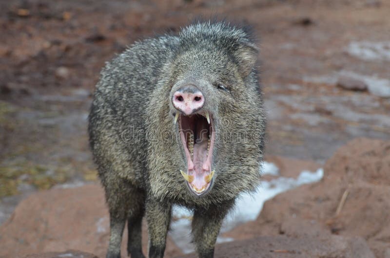 O Porco Selvagem Do Pecari Com Sua Boca Larga Abre Imagem de Stock ...