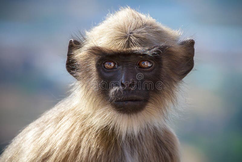 Macaco branco da face foto de stock. Imagem de macacos - 1910880