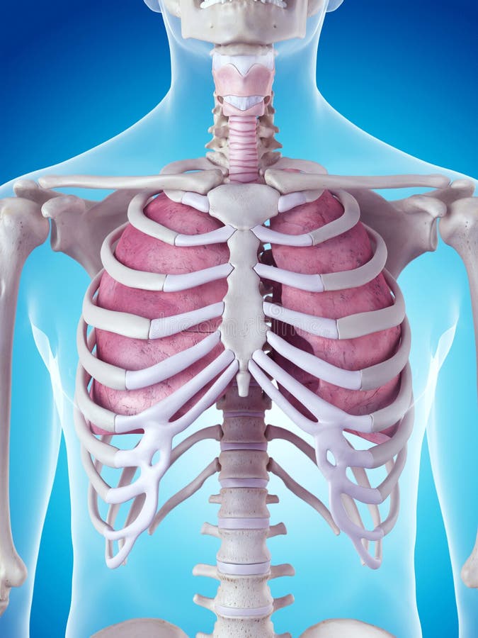O pulmão humano ilustração stock. Illustration of ossos - 57248742