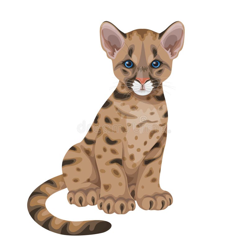 Filhote de Puma Isolado ilustração do vetor. Ilustração de material ...