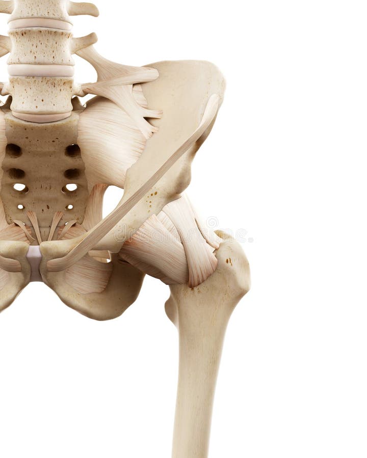 O Quadril Esqueletal Humano Ilustração Stock - Ilustração de corpo ...