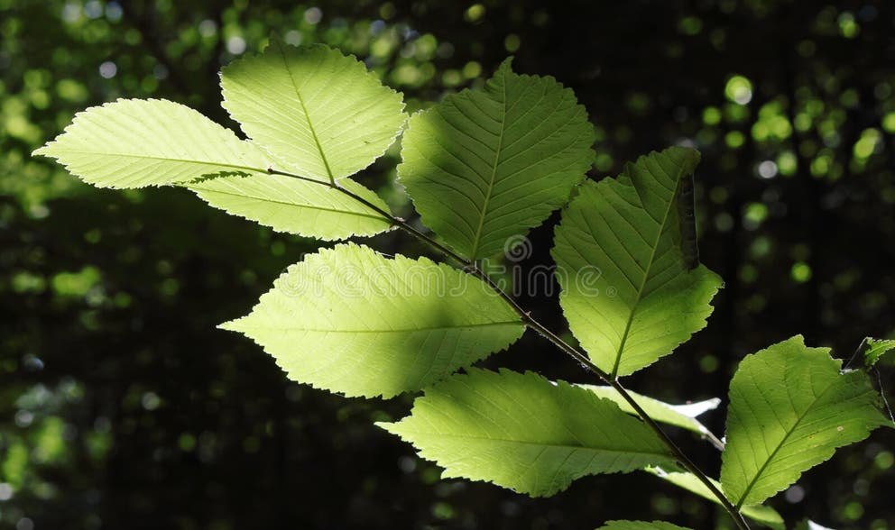 O ramo do olmo imagem de stock. Imagem de floresta, detalhe - 74711847