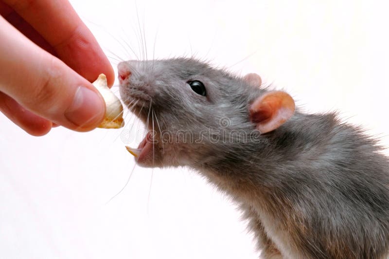O rato foto de stock. Imagem de orelha, pata, cheiro, doméstico - 9054226