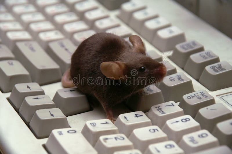 O Rato No Computador, No Teclado Foto de Stock - Imagem de vivo, chaves ...