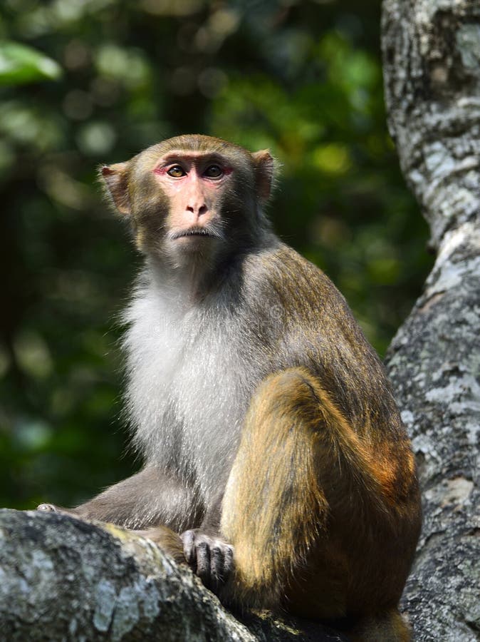 O Rei Staring Do Macaco Em Visitantes Imagem de Stock - Imagem de ...
