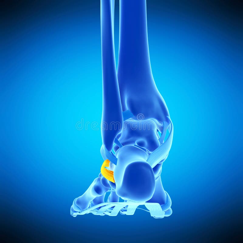 O Retináculo Extensor Inferior Ilustração Stock - Ilustração de médico ...