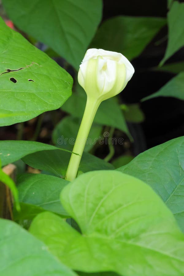 O Retrato Da Flor Da Lua Ou Do Ipomoea L. Alba. Imagem de Stock ...