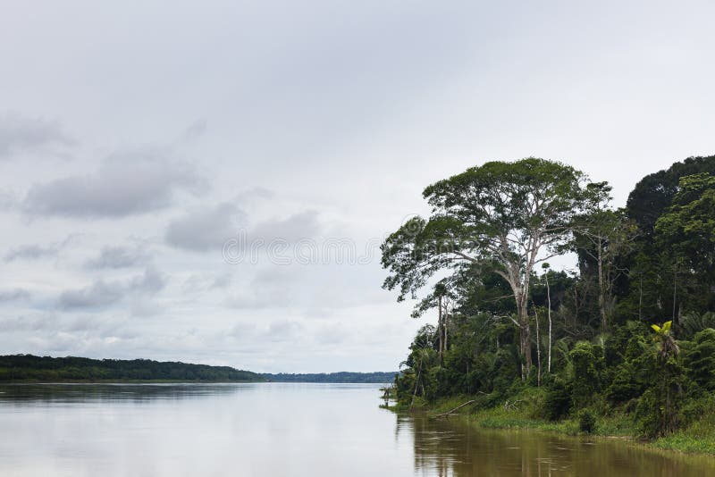 O Rio Purus E a Floresta Tropical Imagem de Stock - Imagem de marrom ...