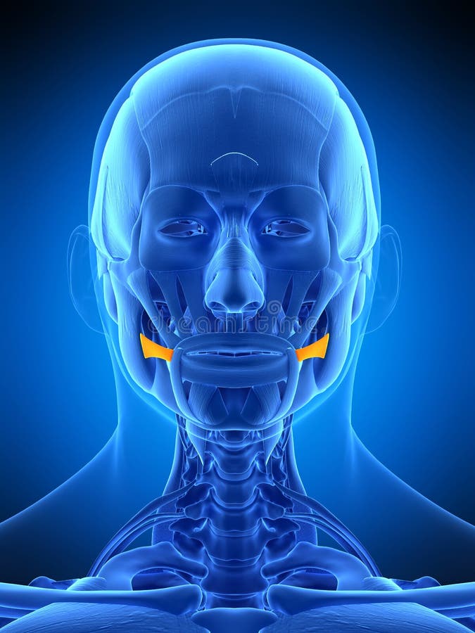 O músculo risório ilustração stock. Ilustração de anatomia - 72487091
