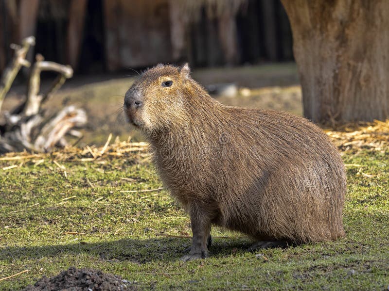 Capybara, Hydrochaeris Do Hydrochoerus, O Roedor O Maior Foto de Stock ...