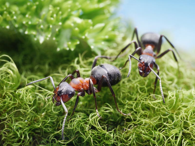 Duas Formigas Formica Rufa Em Movimento Imagem de Stock - Imagem de ...