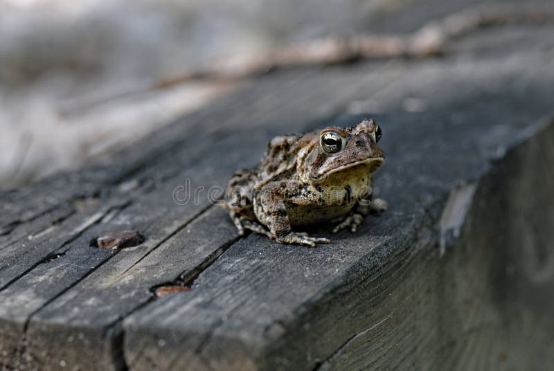 O sapo de Woodhouse imagem de stock. Imagem de nave, wildlife - 38364059