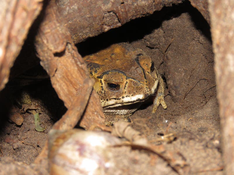 O sapo hiberna foto de stock. Imagem de detalhes, feio - 51906998