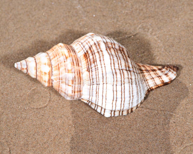 Vieira Shell, Pectinidae Isolado No Branco Foto de Stock - Imagem de ...