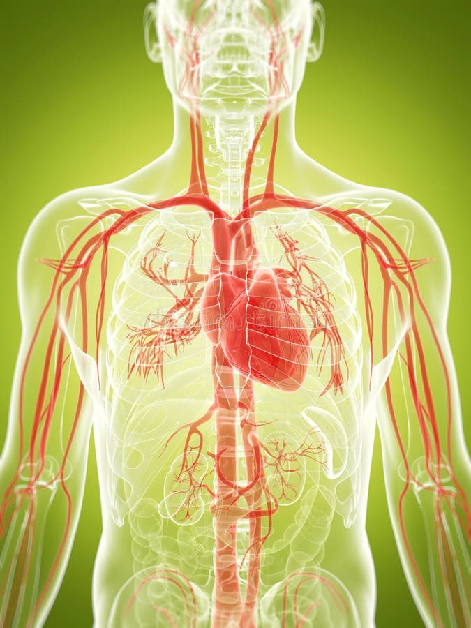 O sistema vascular ilustração stock. Ilustração de artéria - 34165141